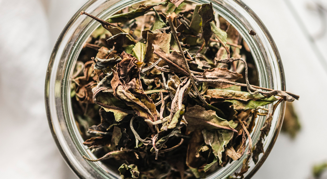 Weißer Tee - Ein ganz Zarter | Demmers Teehaus